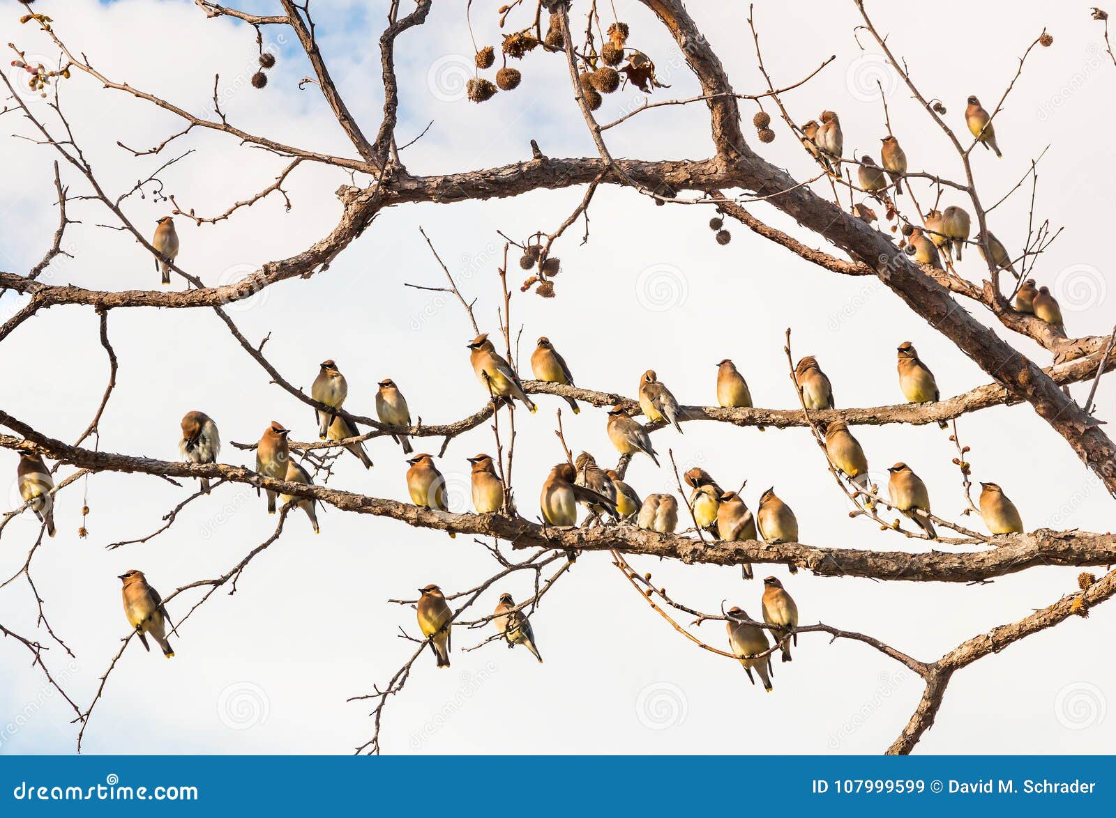 Cedar Waxwing Birds Resting Stock Image - Image of group, perch: 107999599