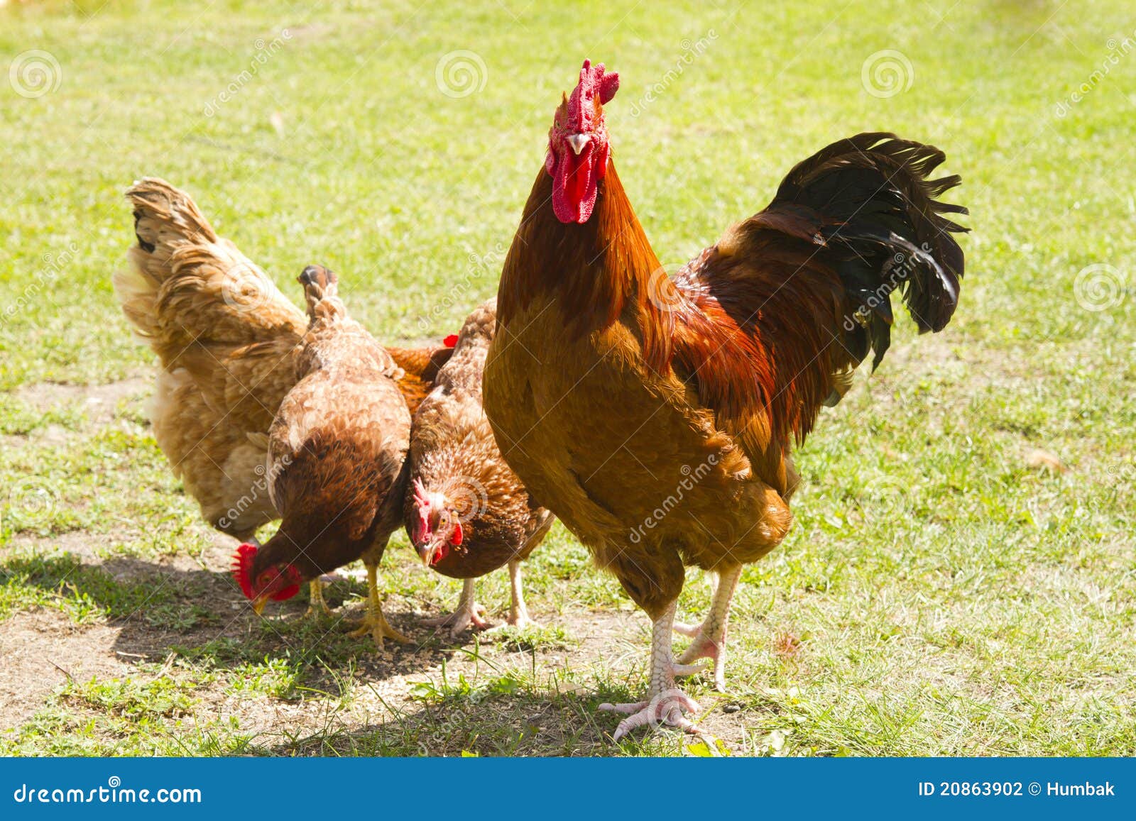 Flock Of Chicken Stock Photography - Image: 20863902