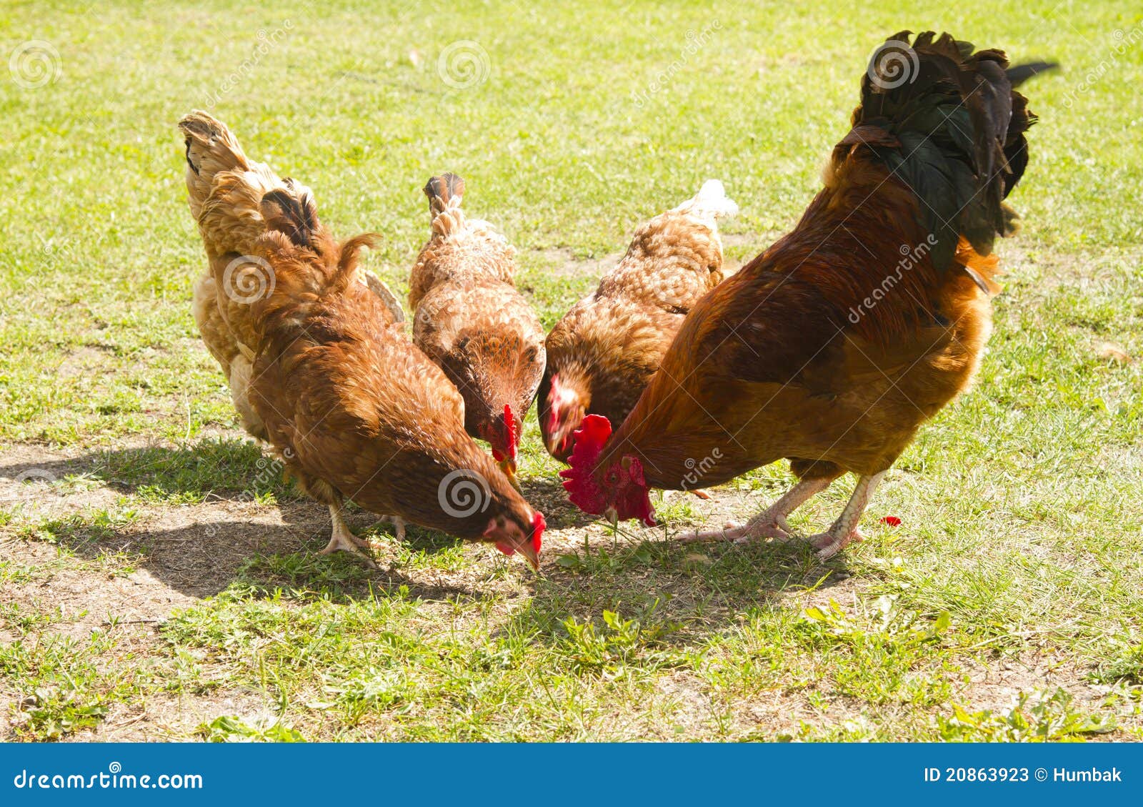 Flock of chicken stock image. Image of grass, group, poultry - 20863923