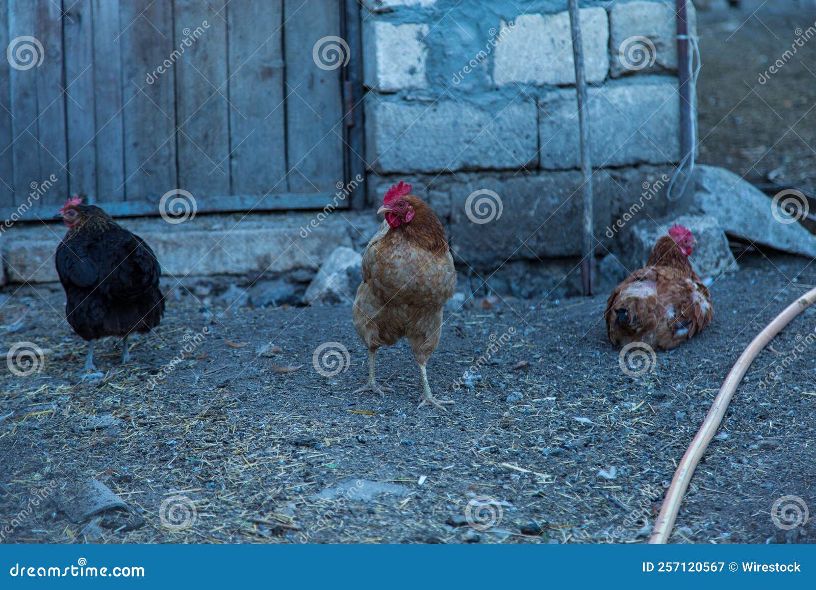 Flock of Chicken Eating on a Farm Stock Image - Image of meat, animal ...