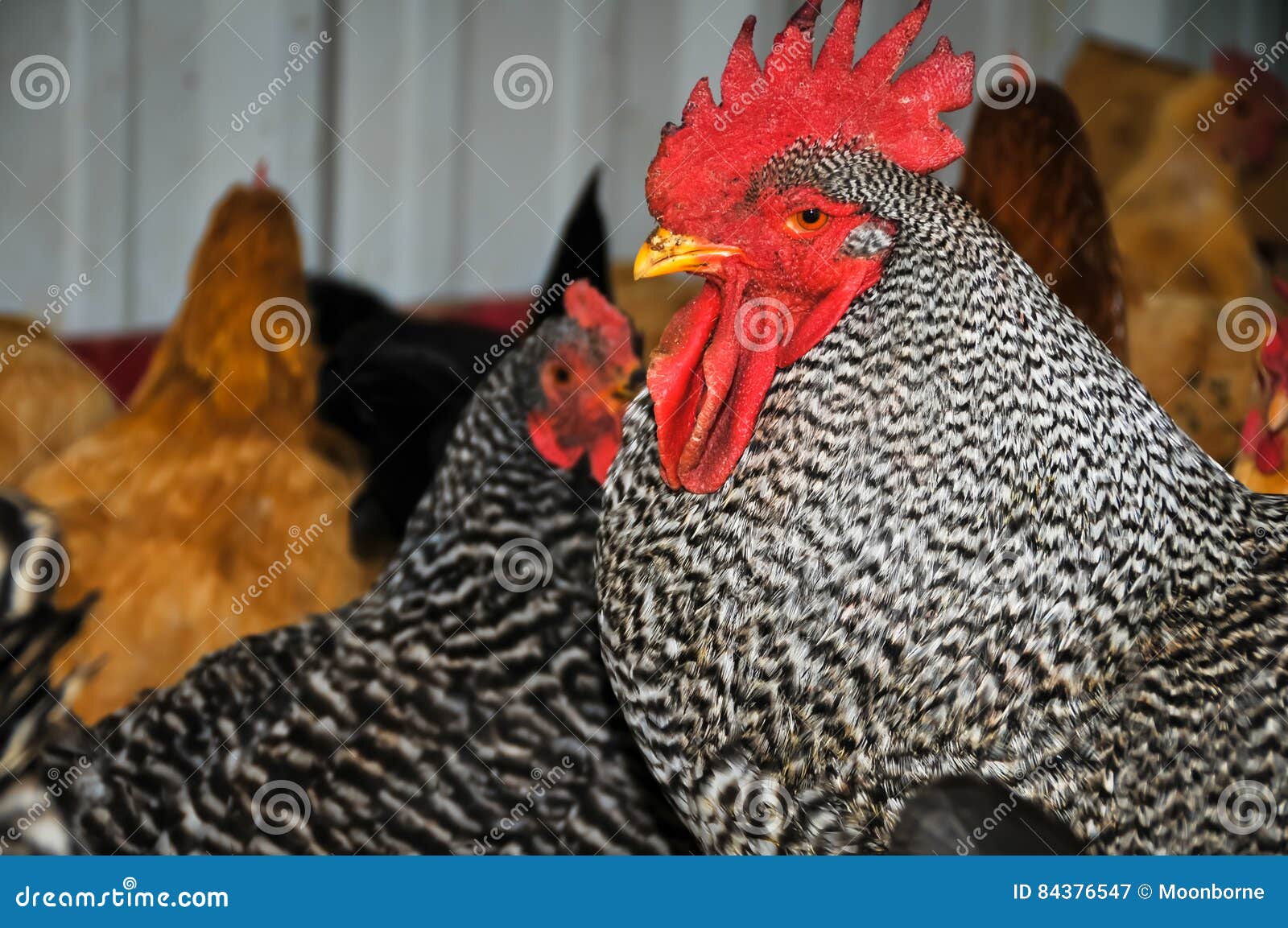 Flock of chickens stock image. Image of agriculture, animal - 84376547