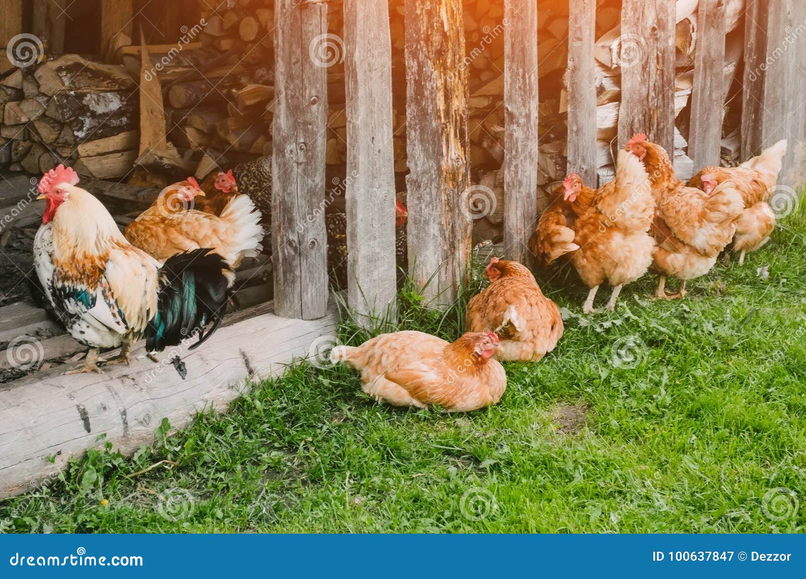 Rooster On Top Of Barn Silhouette Royalty-Free Stock Photo ...