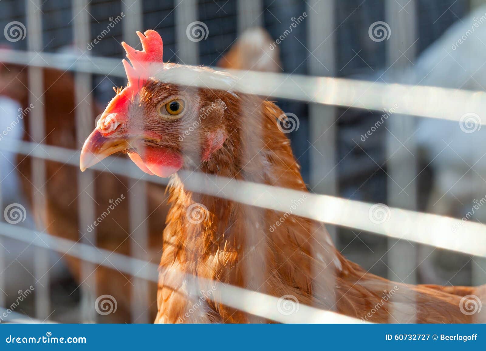 Flock of Chickens and Roosters on the Farm Stock Image - Image of comb ...