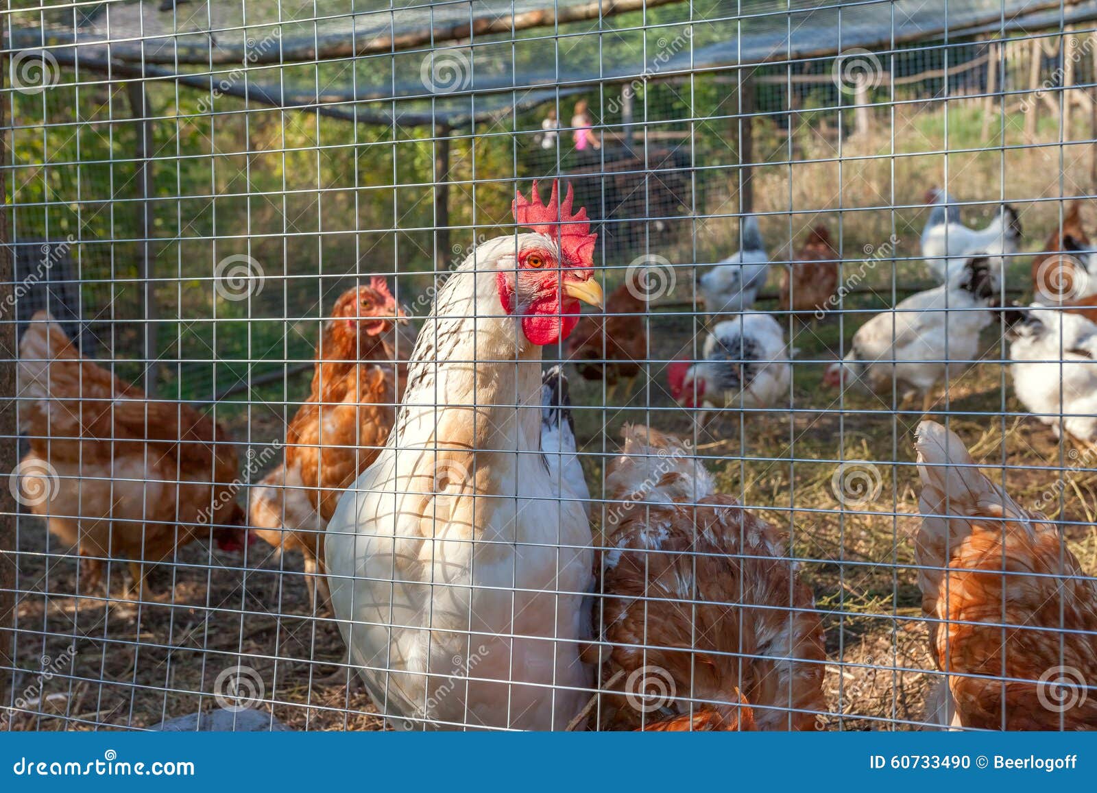 Flock of Chickens and Roosters on the Farm Stock Photo - Image of ...