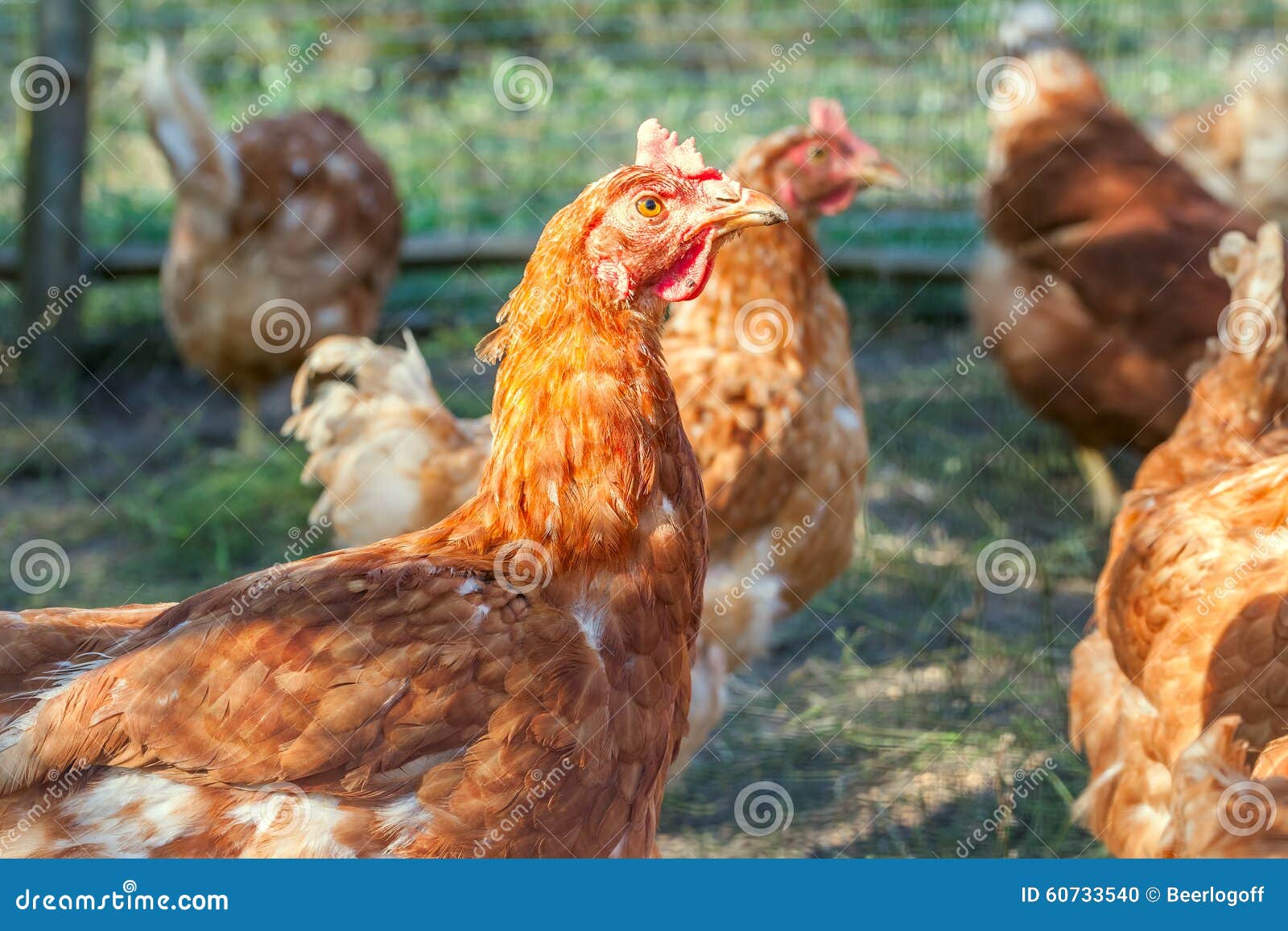 Flock of Chickens and Roosters on the Farm Stock Photo - Image of avian ...
