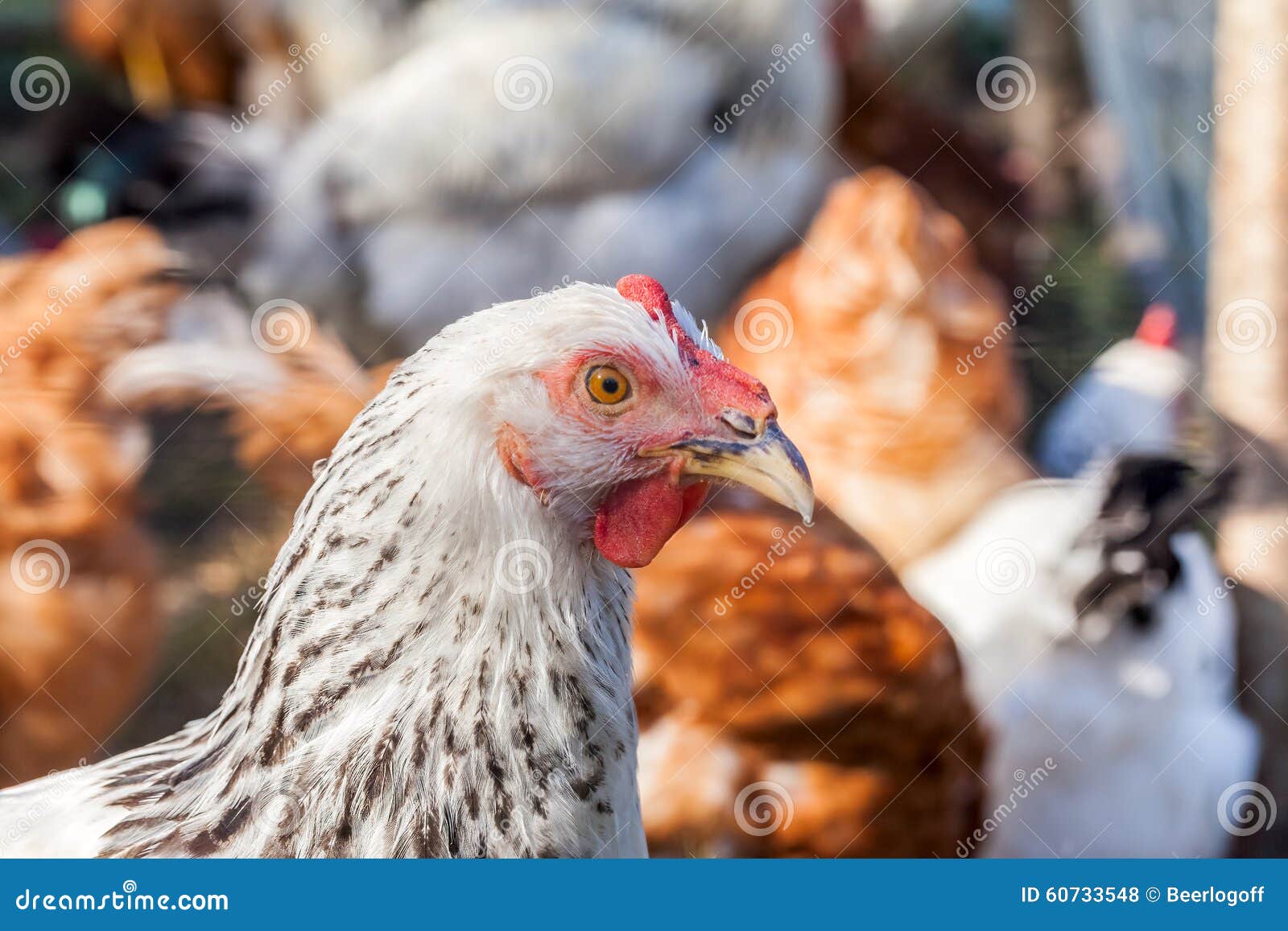 Flock of Chickens and Roosters on the Farm Stock Photo - Image of coop ...