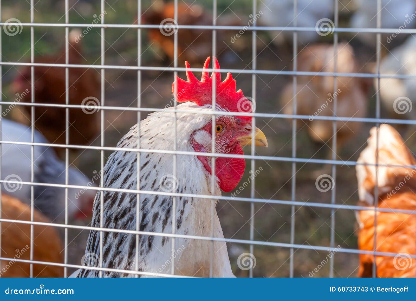 Flock of Chickens and Roosters on the Farm Stock Image - Image of ...
