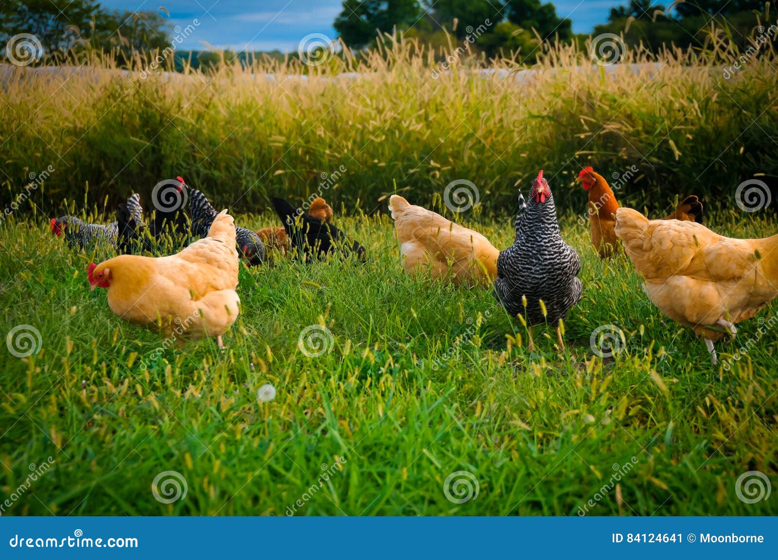 Flock of Chickens stock image. Image of female, nature - 84124641