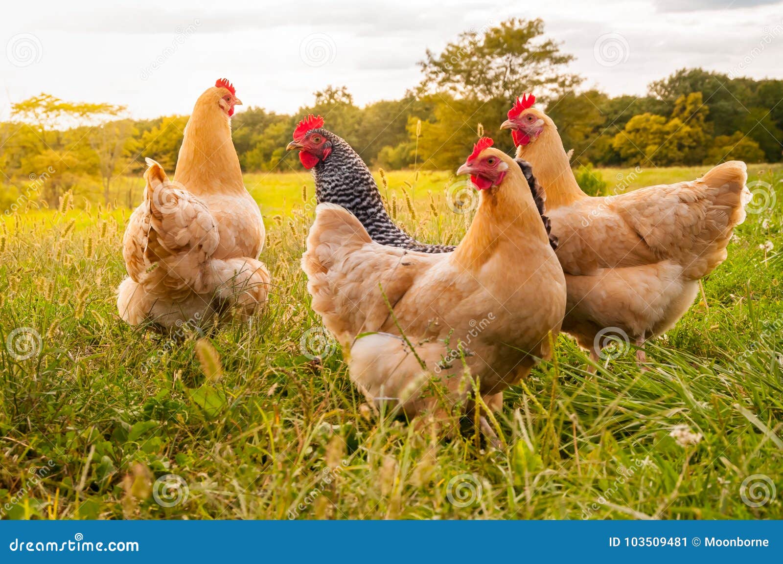 Chicken sunset stock image. Image of looking, chicken - 103509481