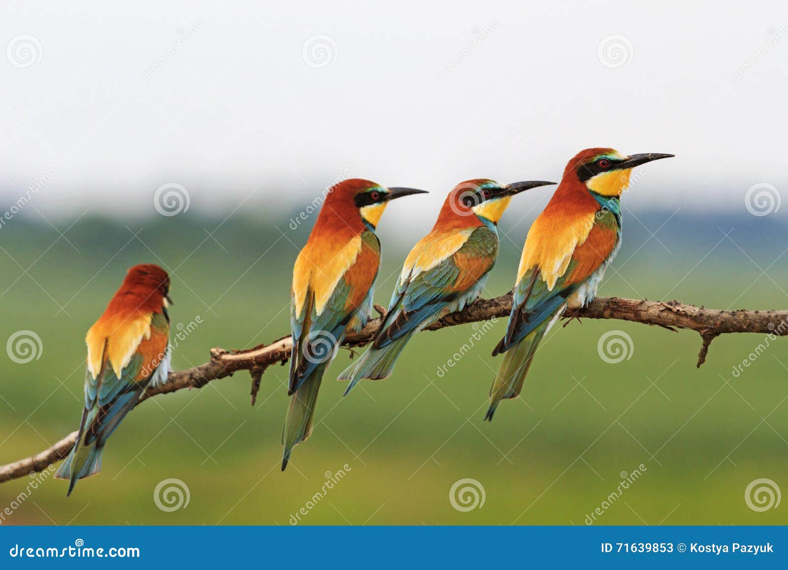 Flock Colored Birds Paradise Stock Photos - Free & Royalty-Free Stock ...