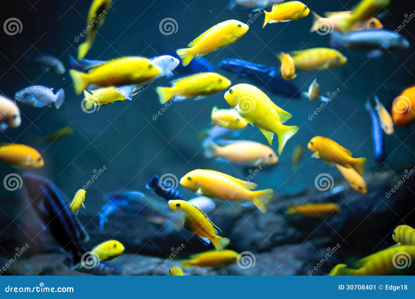 A flock of colorful fish stock image. Image of fishbowl - 30708401
