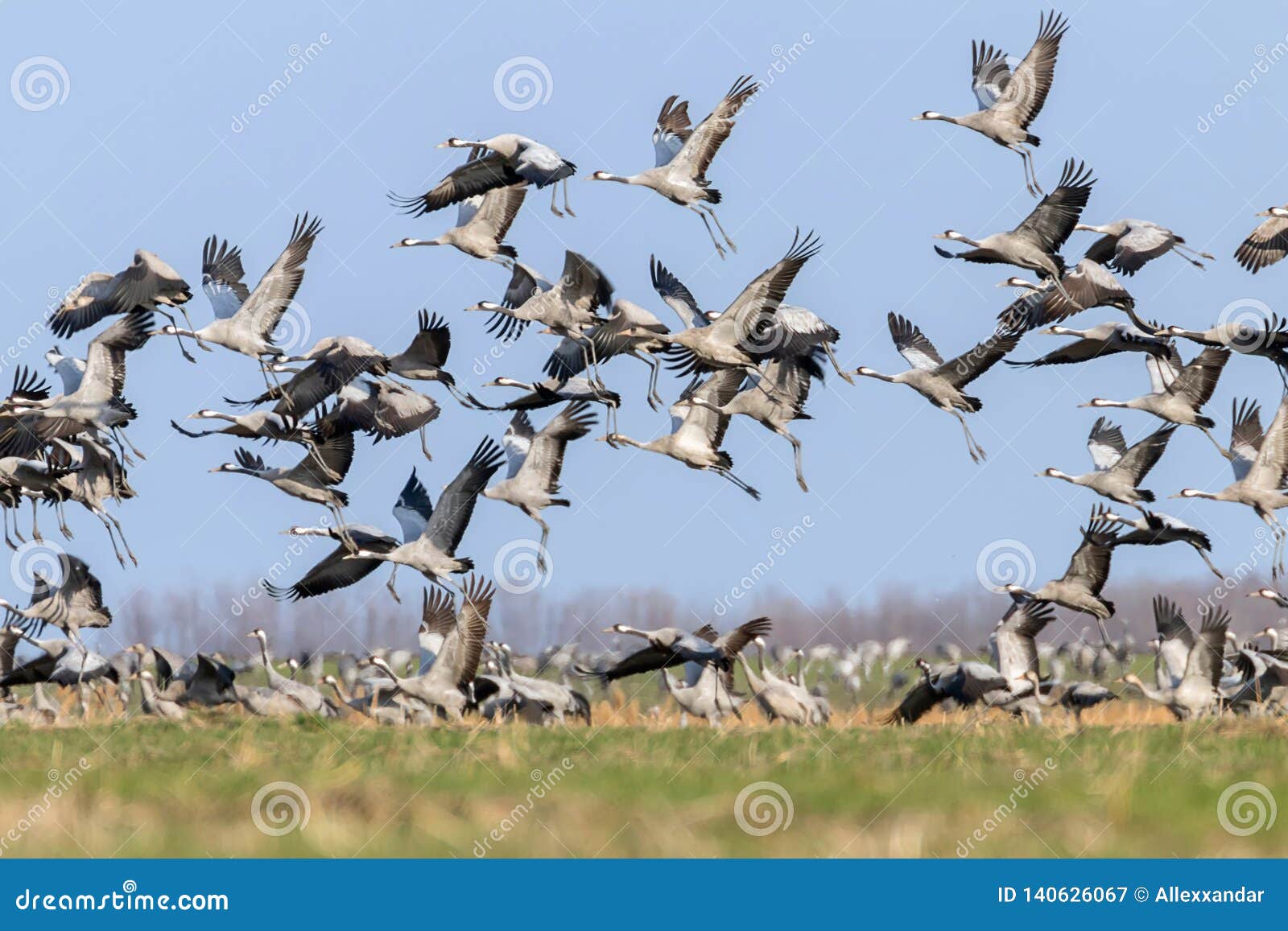 Flock of Common Crane Grus Grus in a Field, Migration Stock Image ...