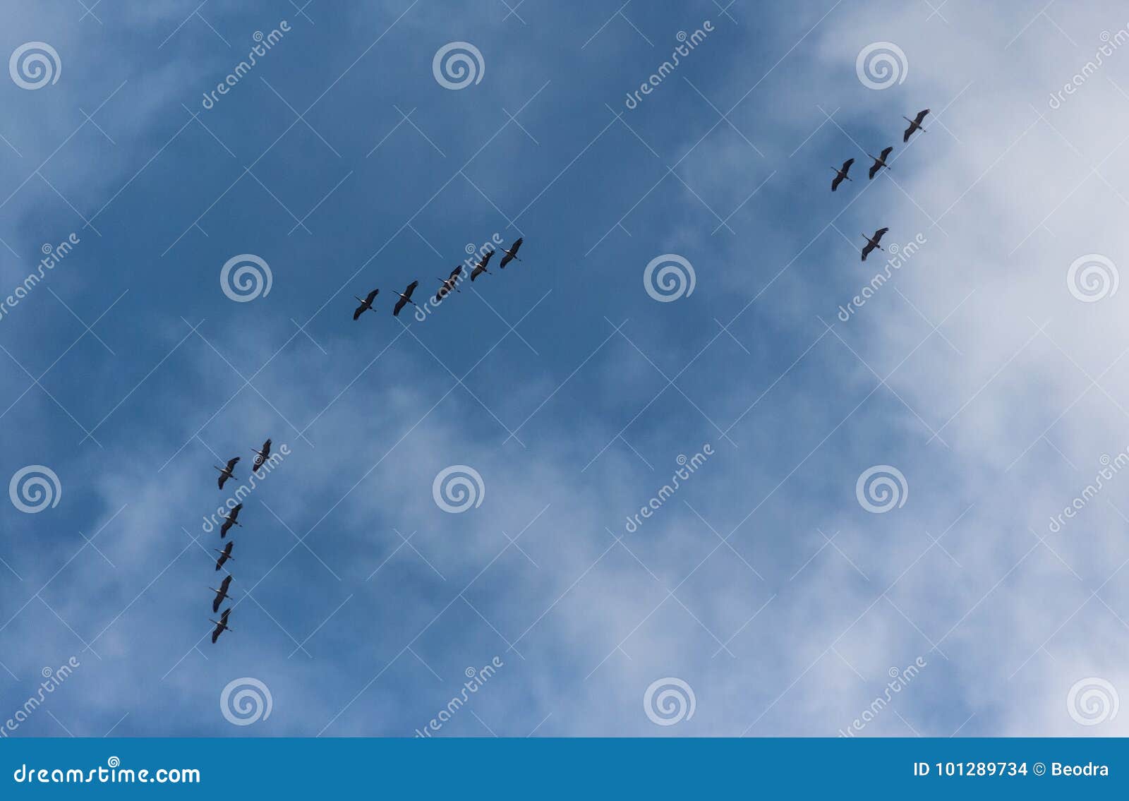 A Flock of Common Cranes Blue Sky Flying Stock Photo - Image of ...
