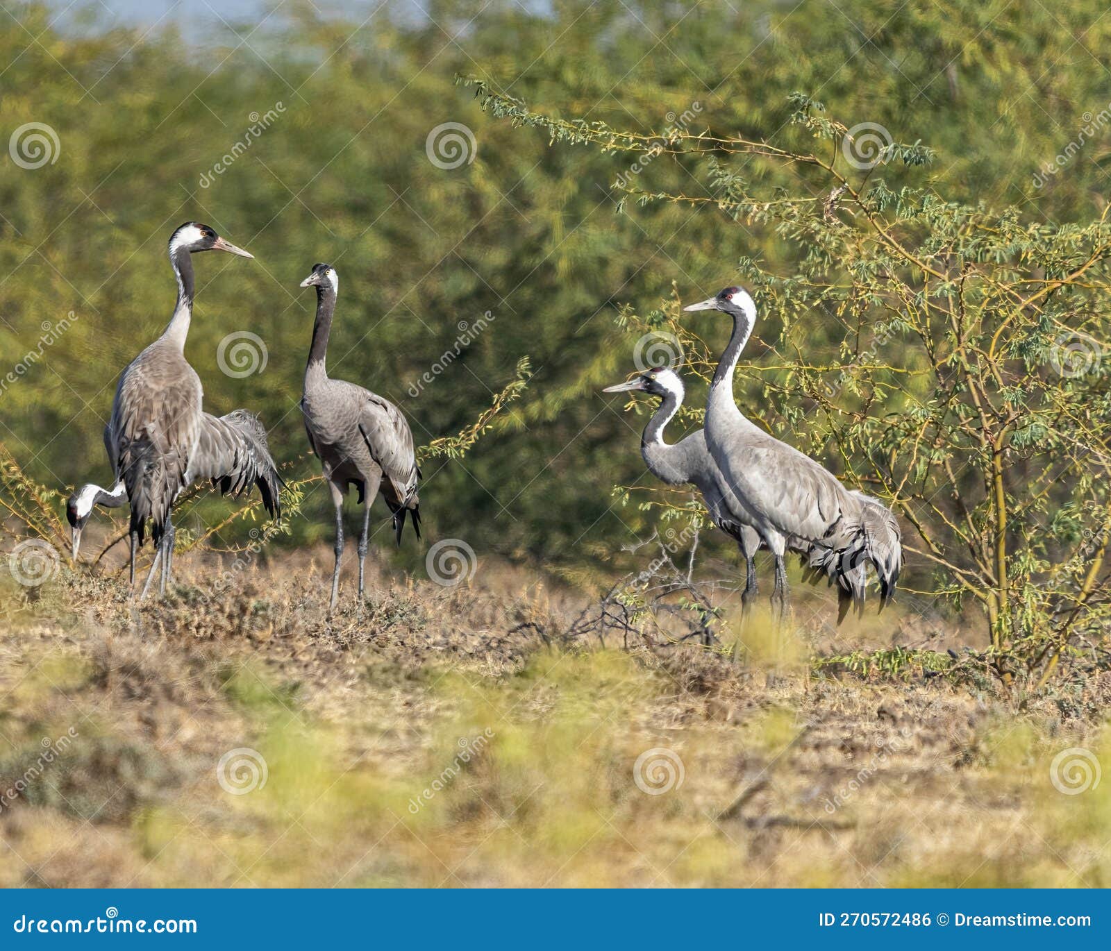 A flock of common cranes stock photo. Image of wild - 270572486