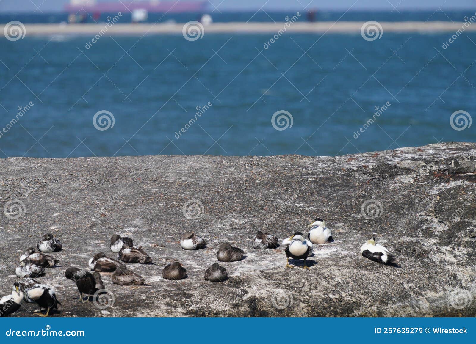 Flock of Common Eider Ducks on a Rock on Denmark S Coast Stock Image ...