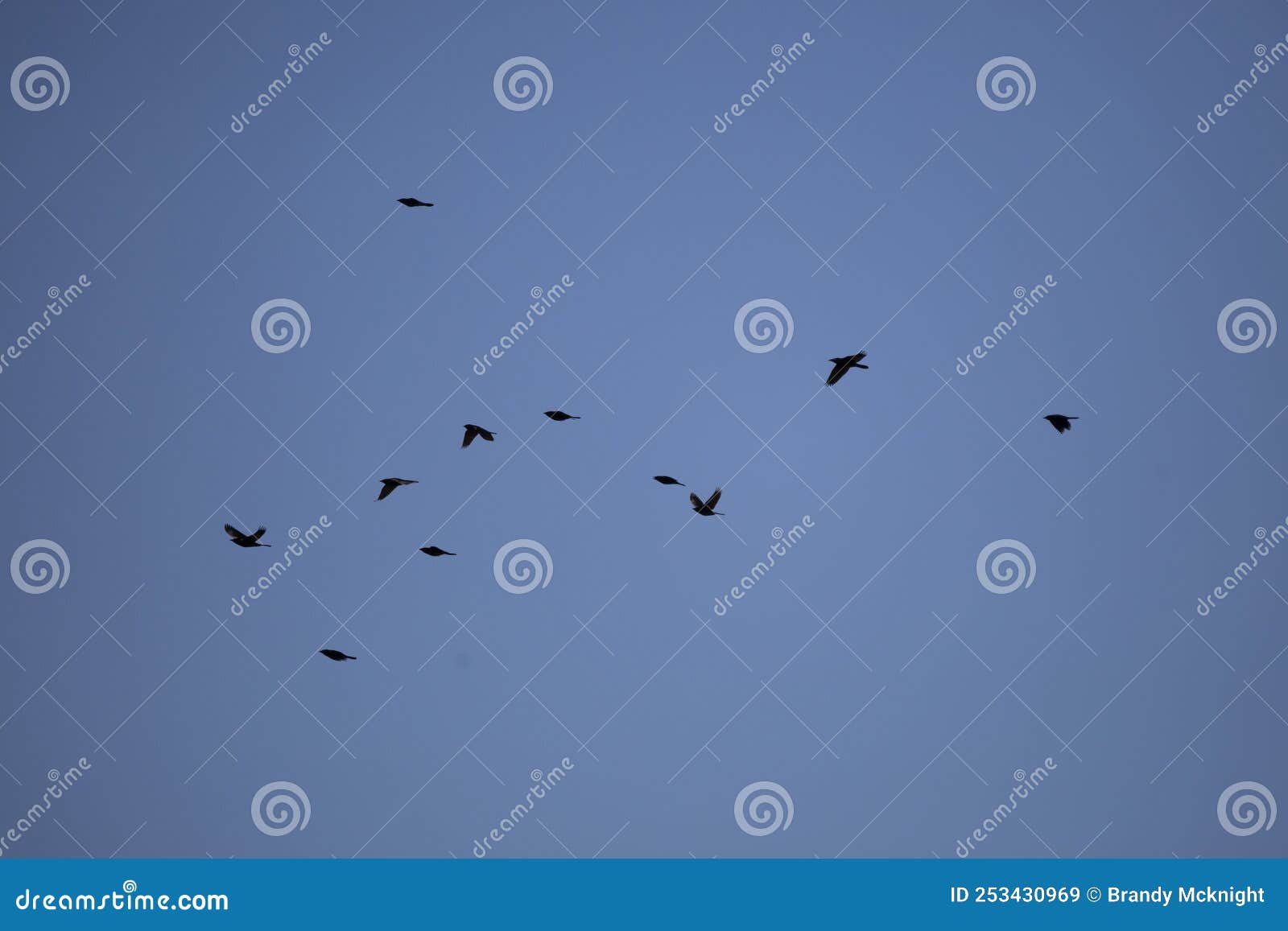 Flock of Common Grackles stock image. Image of beautiful - 253430969
