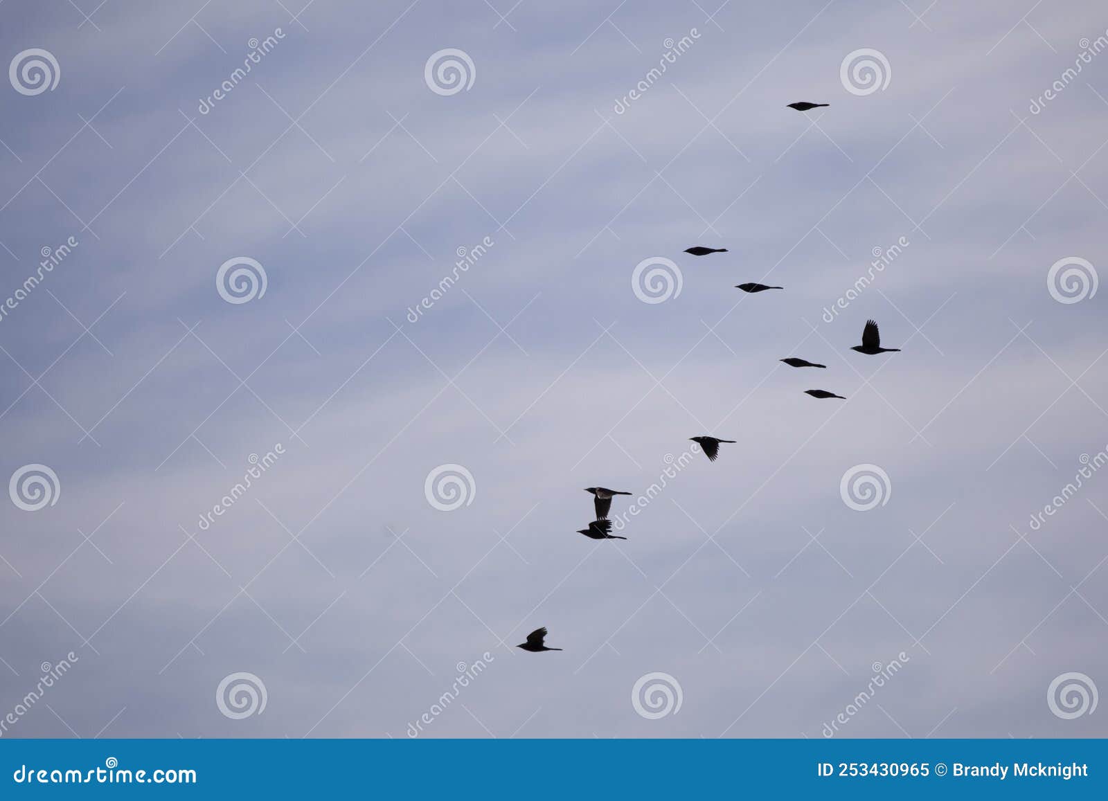Flock of Common Grackles stock image. Image of glossy - 253430965