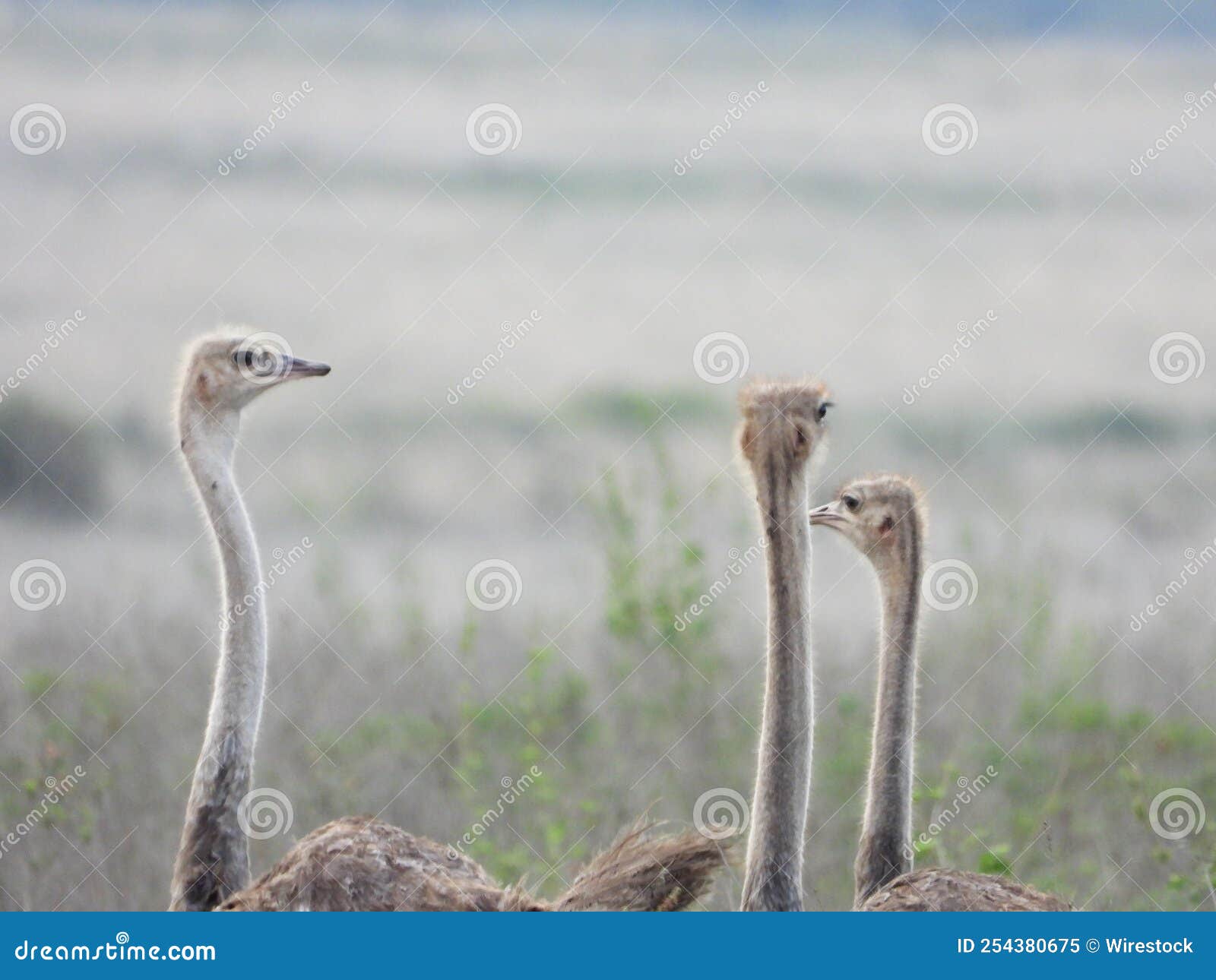 Flock of Common Ostriches (Struthio Camelus) Stock Image - Image of ...