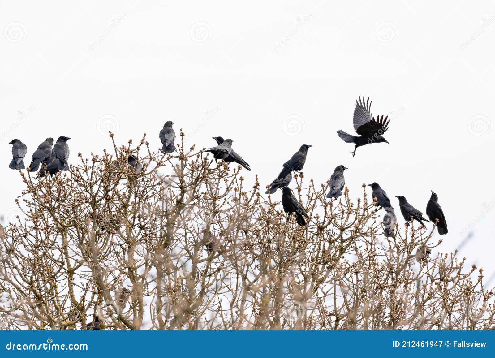 A Flock of Common Raven Playing and Flying on Top of a Tree Stock Image ...