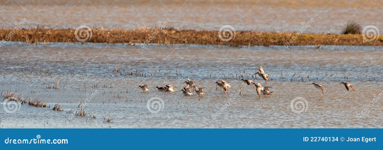 A Flock of Common Redshanks Stock Photo - Image of spanish, spain: 22740134