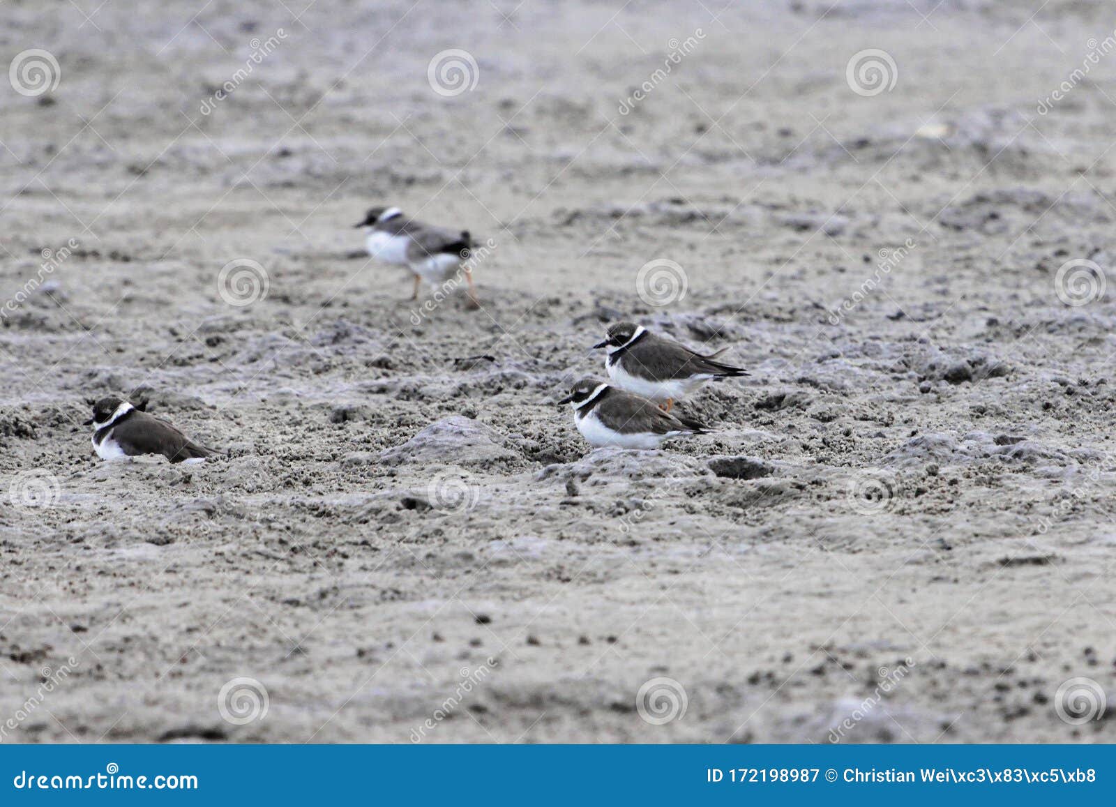 Flock of Common Ringed Plovers or Ringed Plovers, Charadrius Hiaticula ...