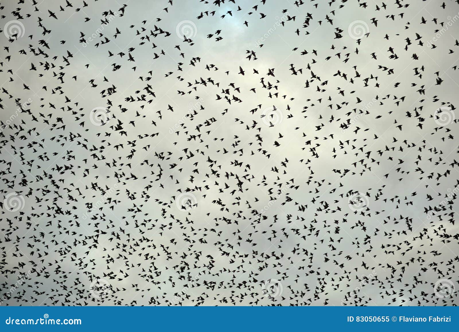 Flock of common starling stock image. Image of common - 83050655