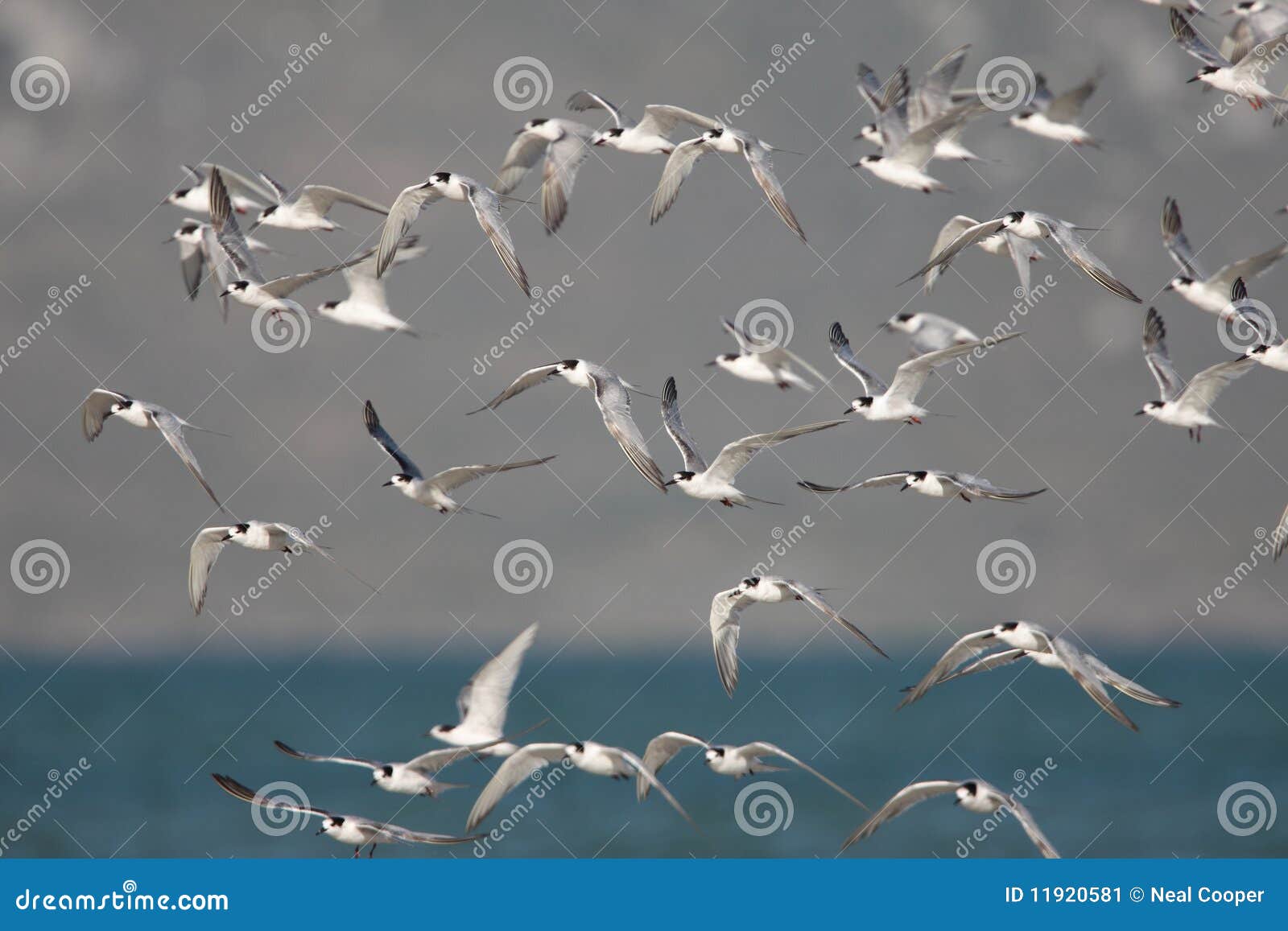 Flock of Common Terns in Flight Stock Image - Image of africa, flock ...