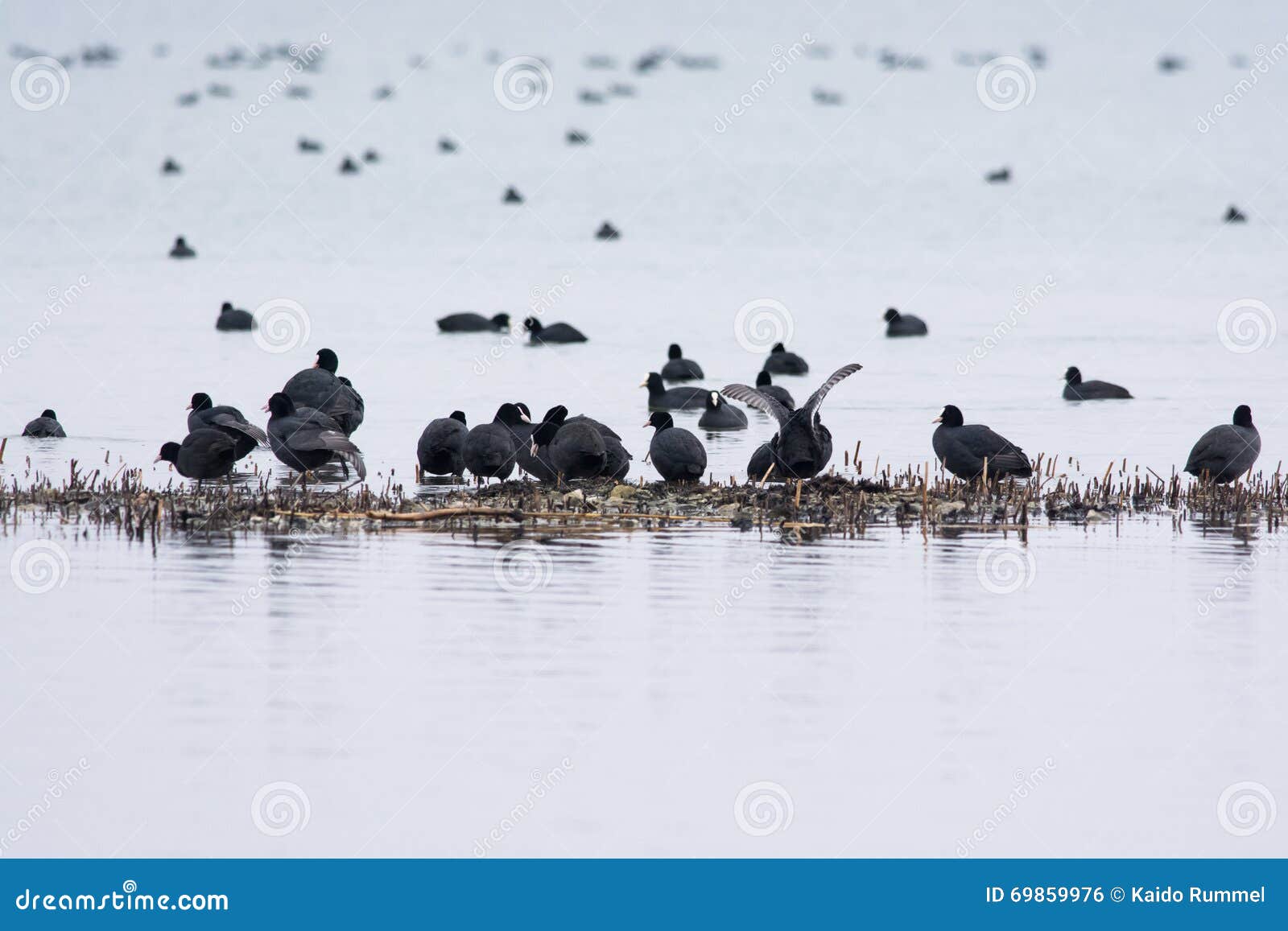 Flock of Coots stock photo. Image of waterbird, shore - 69859976