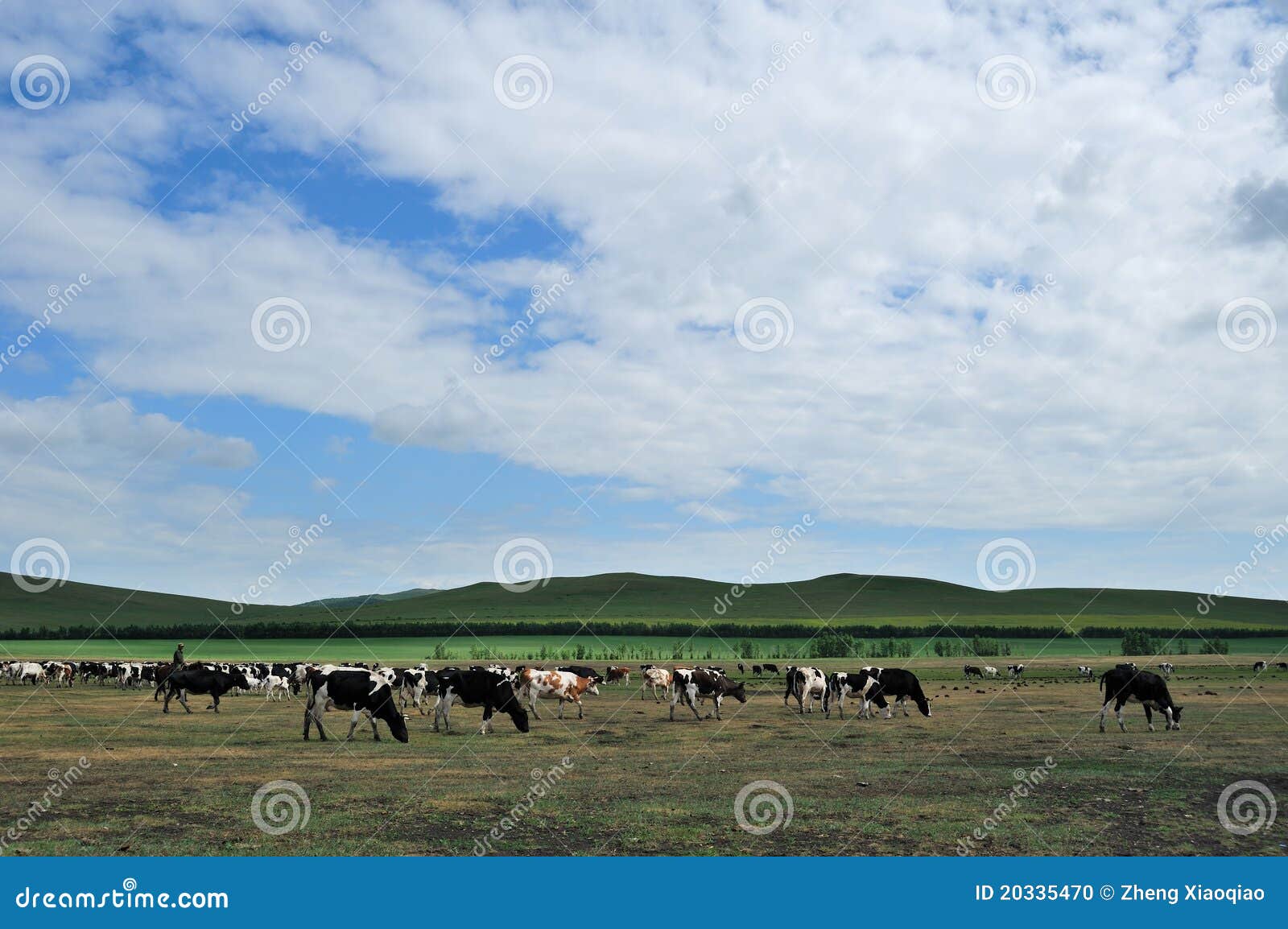 Flock of cows stock photo. Image of beautiful, cattle - 20335470