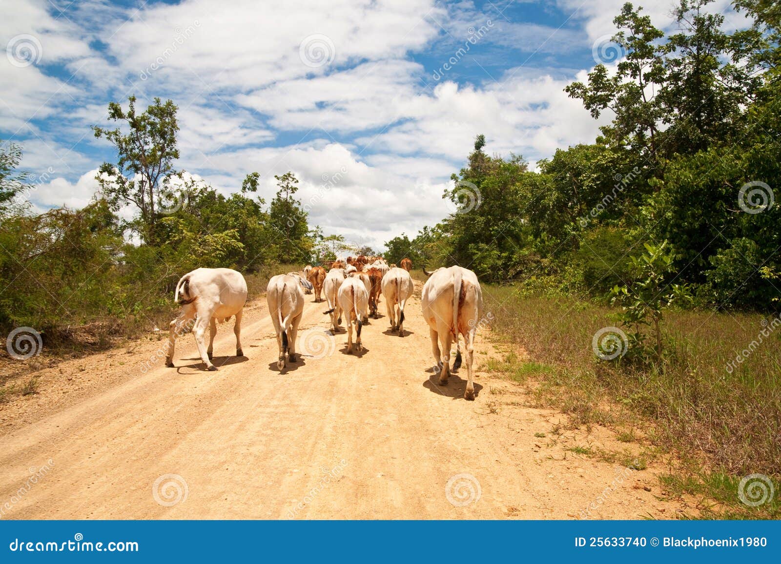 Flock of cows walking stock photo. Image of eating, bright - 25633740