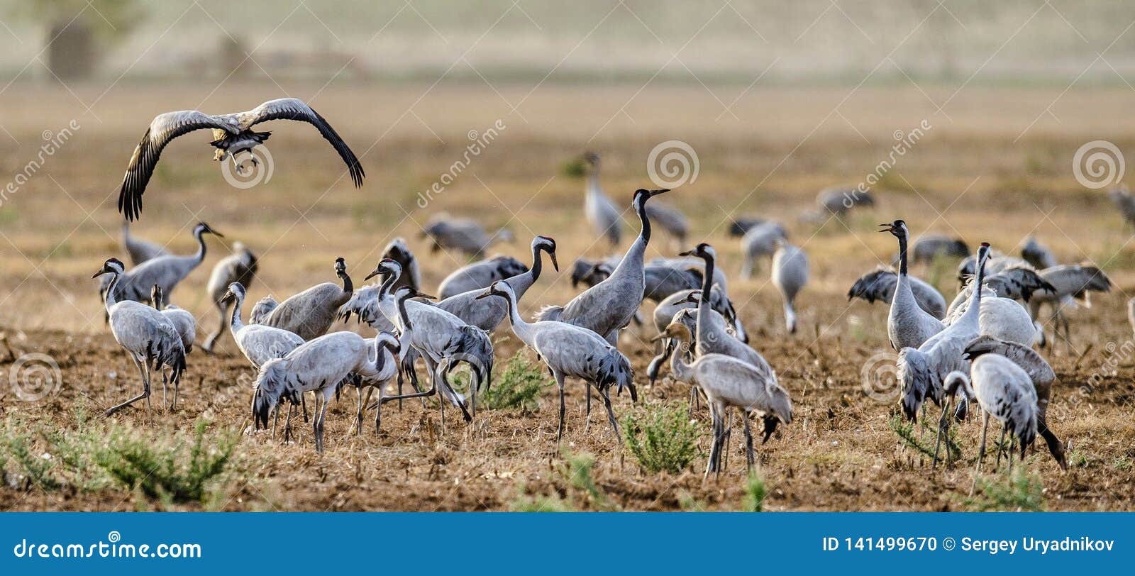 Flock of Cranes in the Field. the Common Crane Grus Grus, Also Known As ...