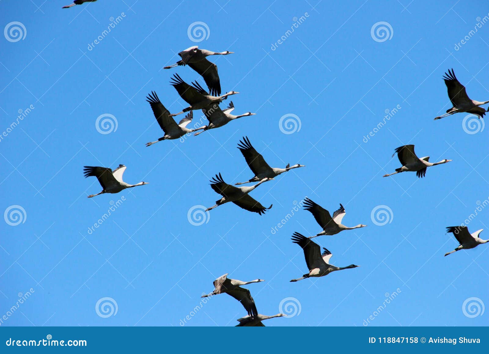 A Flock of Cranes Flew through the Sky Stock Photo - Image of beak ...