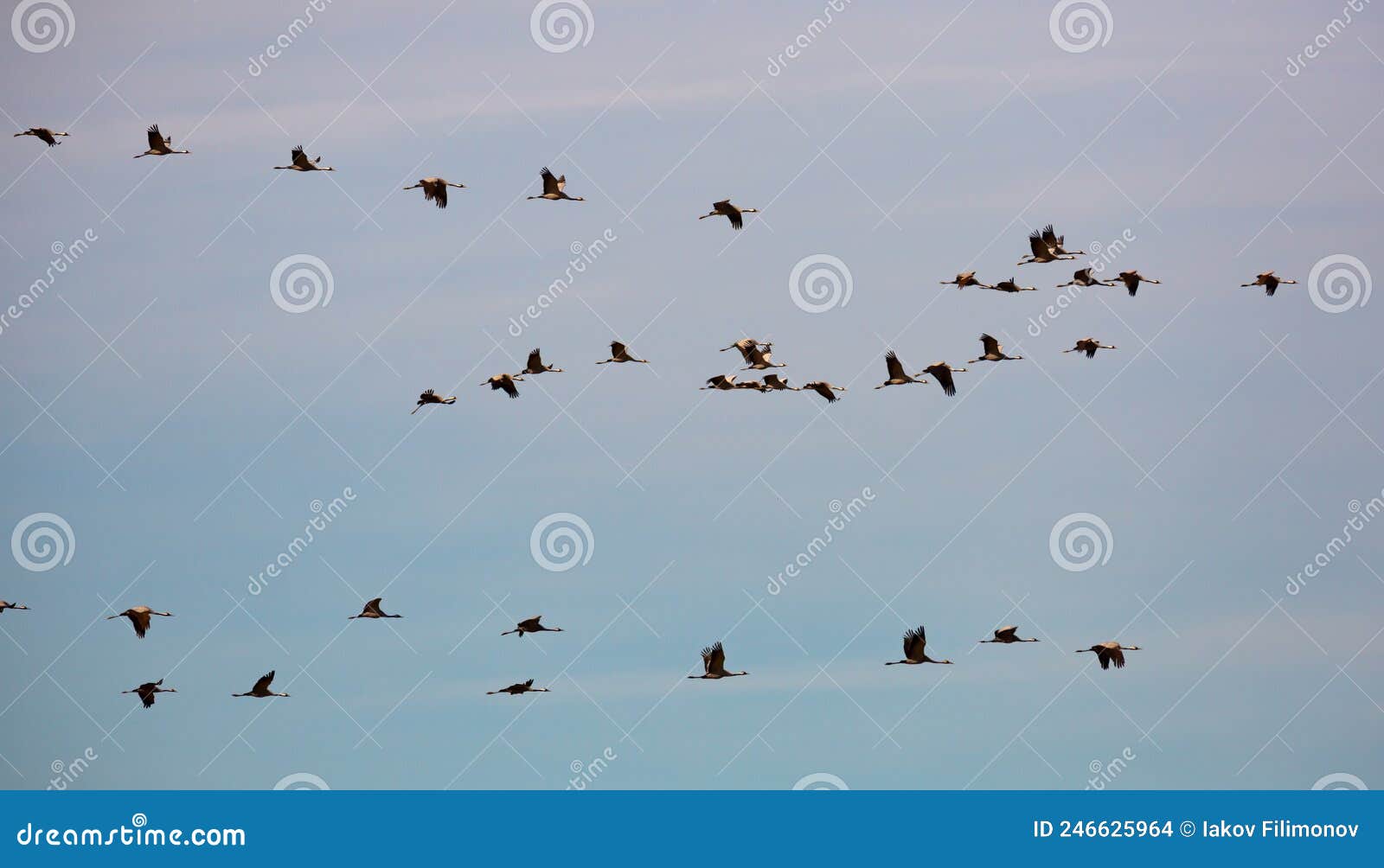 Flock of cranes flying stock photo. Image of exotic - 246625964