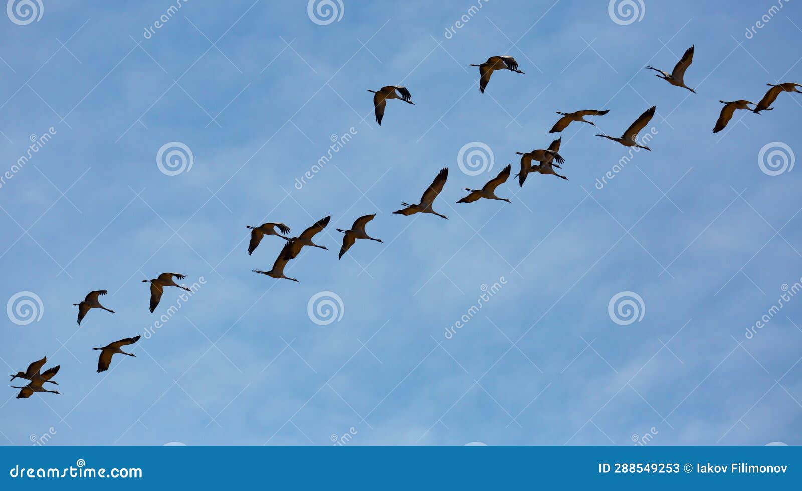 Flock of Cranes Flying in Sky Stock Image - Image of freedom, harmony ...