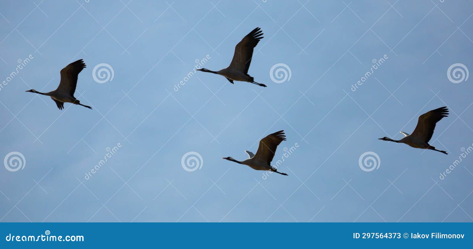 Flock of Cranes Flying in Sky Stock Image - Image of area, group: 297564373