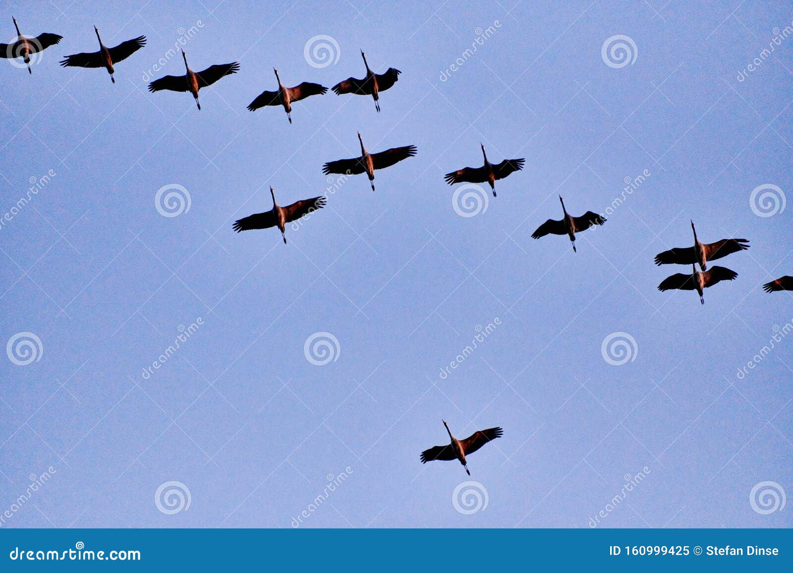 Flock of Cranes Flying To Place To Sleep Stock Image - Image of ...