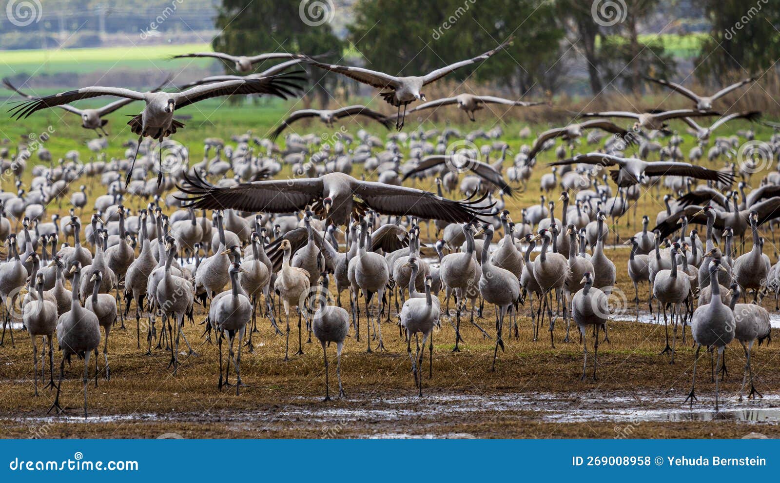 Flock of cranes stock photo. Image of field, flying - 269008958