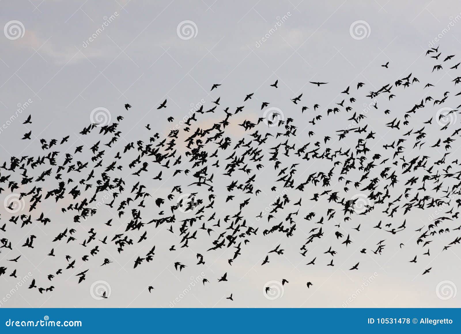 Flock of crows stock photo. Image of aves, clouds, autumn - 10531478