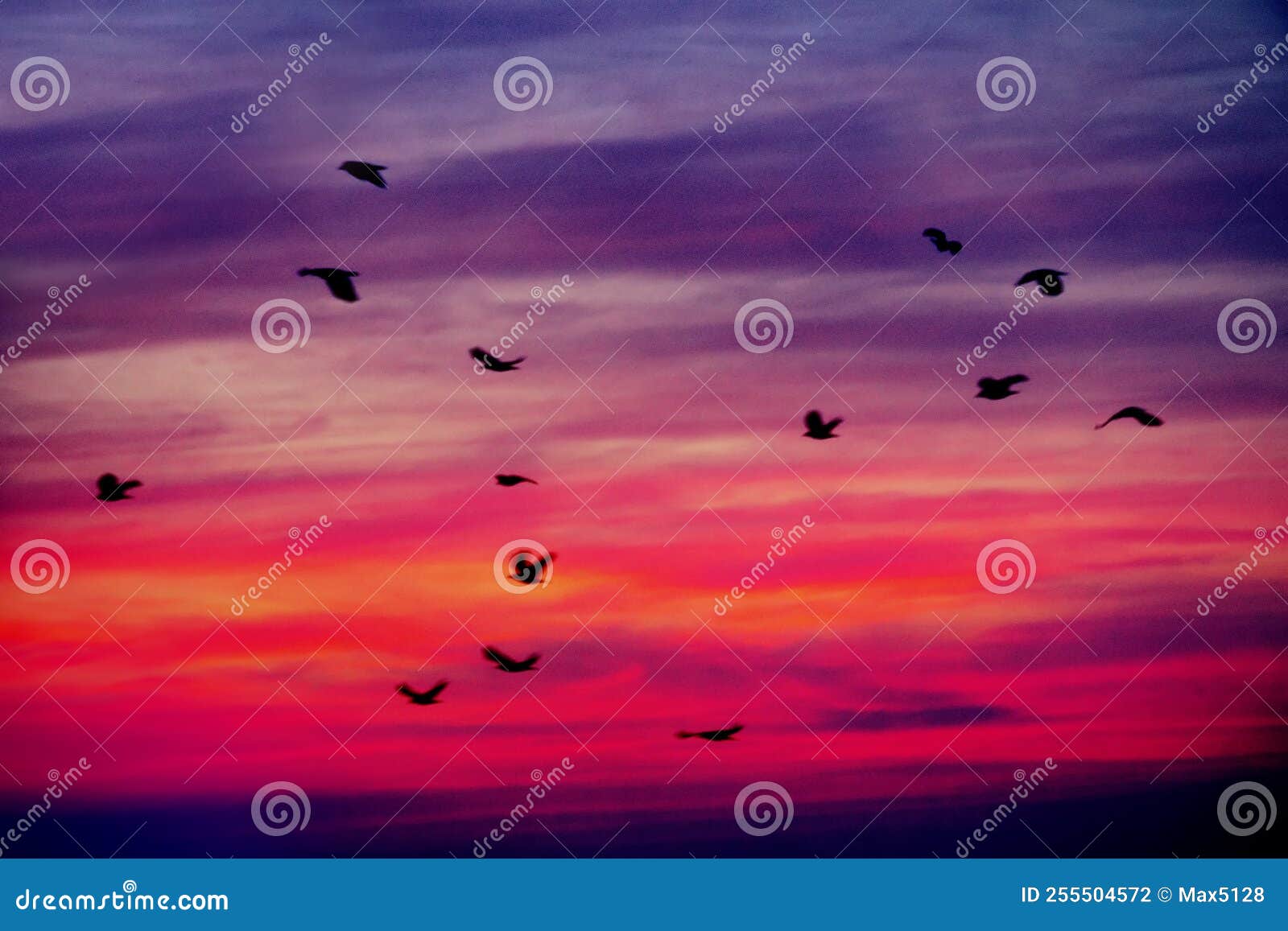 Flock of Crows on the Background of a Tragic Sunset Stock Photo - Image ...