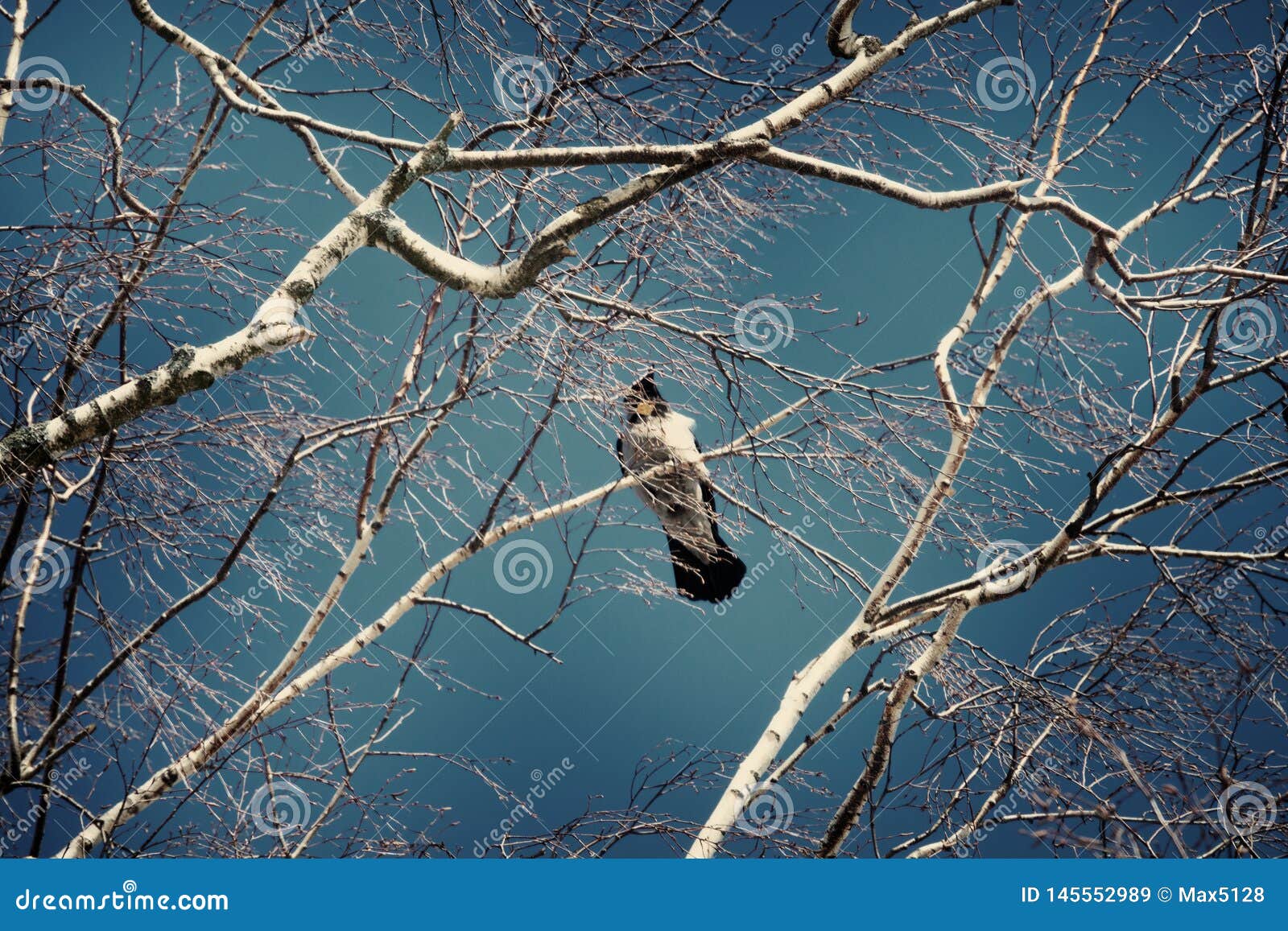 A Flock of Crows on a Birch Tree on a Clear Spring Day Stock Image ...