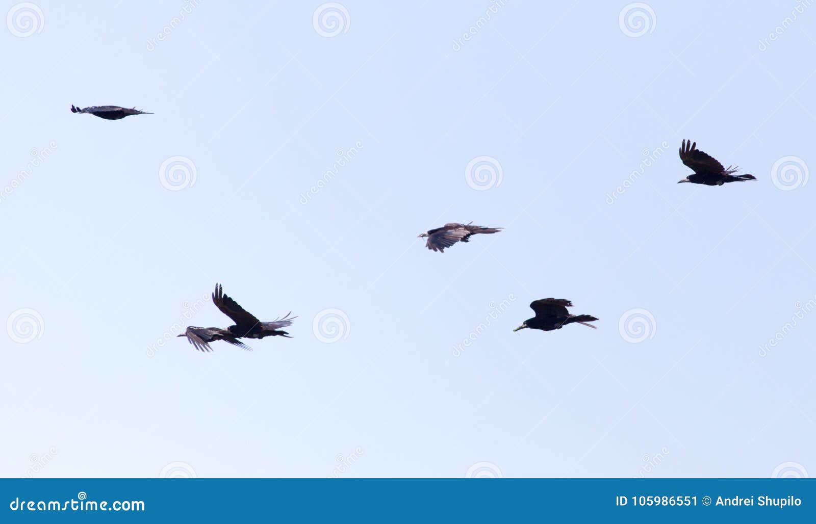 A Flock of Crows in the Blue Sky Stock Image - Image of flock, feather ...
