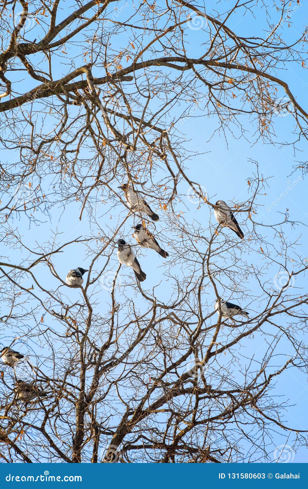 Flock of Crows on the Branches of Trees on a Winter Day Stock Image ...