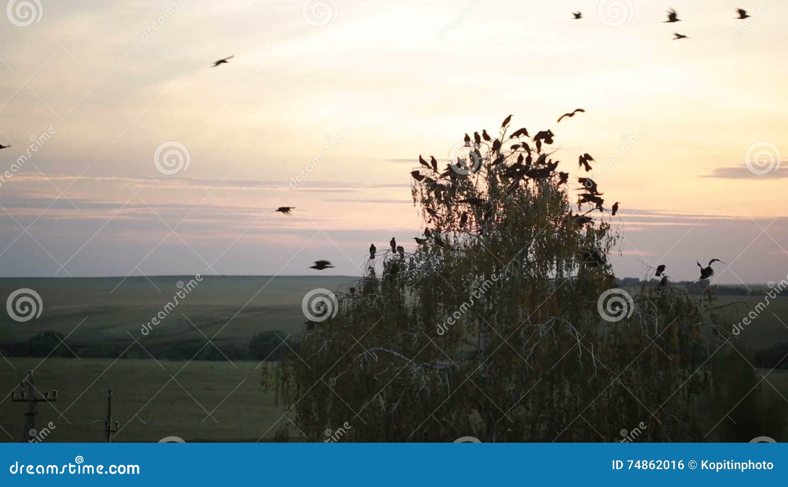 A Flock of Crows Circling in the Sky Stock Footage - Video of dove ...