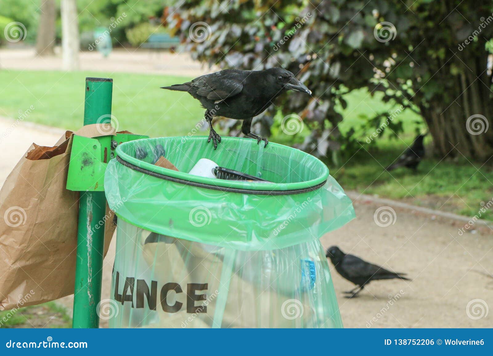 Flock of Crows Eating Garbage from a Trash Bin Stock Photo - Image of ...