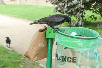 Flock of Crows Eating Garbage from a Trash Bin Stock Image - Image of ...