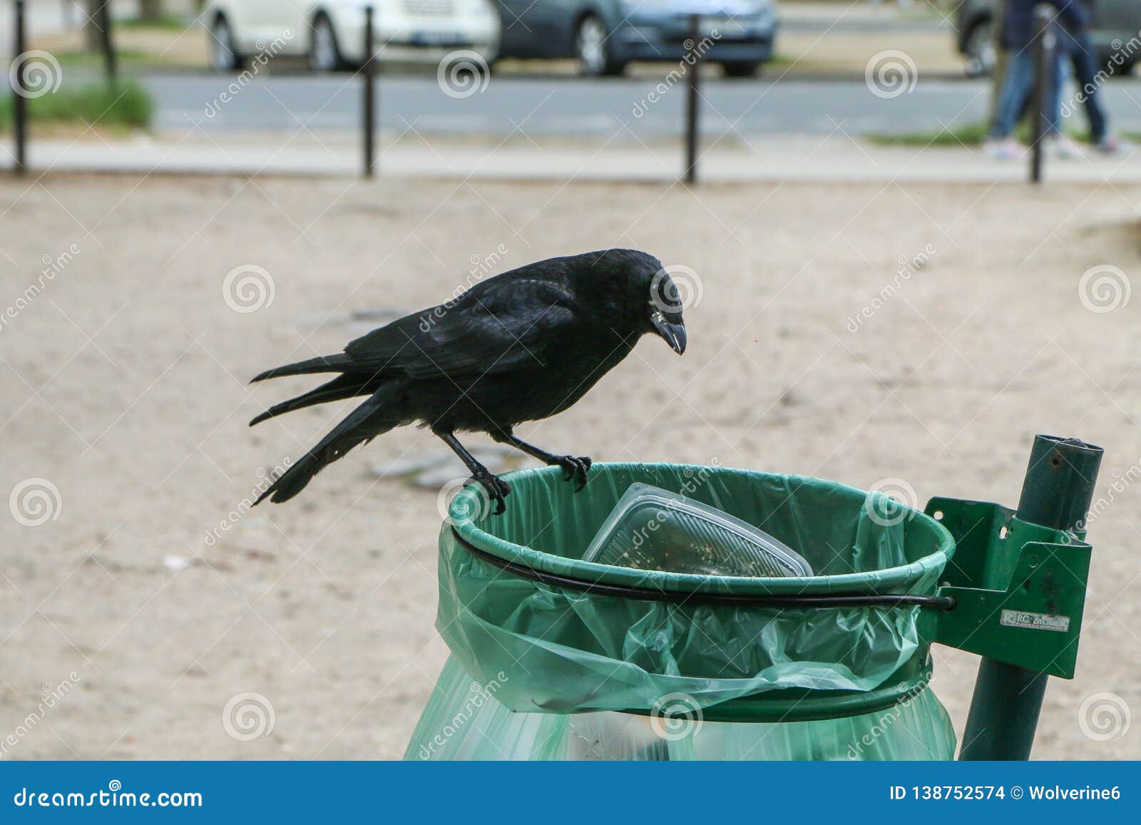 Flock of Crows Eating Garbage from a Trash Bin Stock Photo - Image of ...