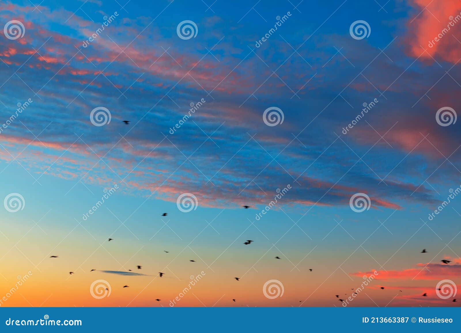 Crows on the Evening Heaven Stock Image - Image of blue, crows: 213663387