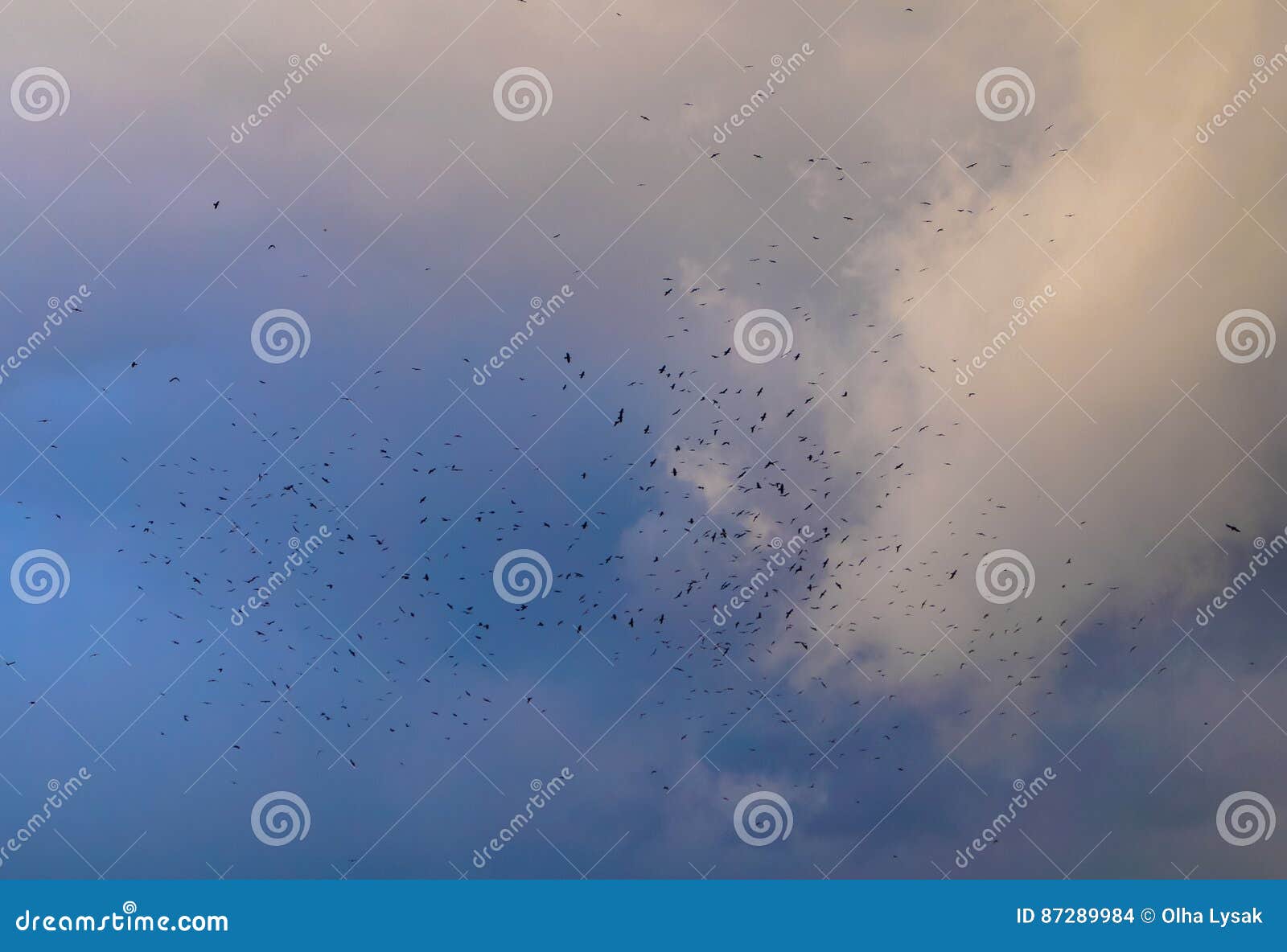 Flock of Crows Flies before a Thunderstorm in a Blue Sky among the Dark ...