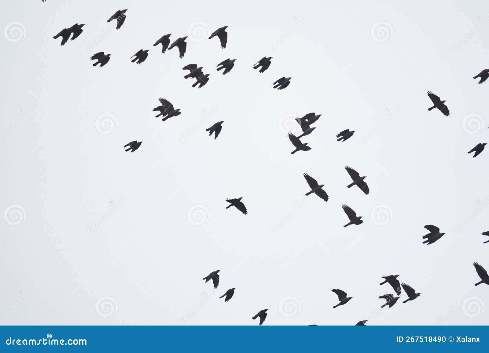 Flock of crows in flight stock photo. Image of overcast - 267518490