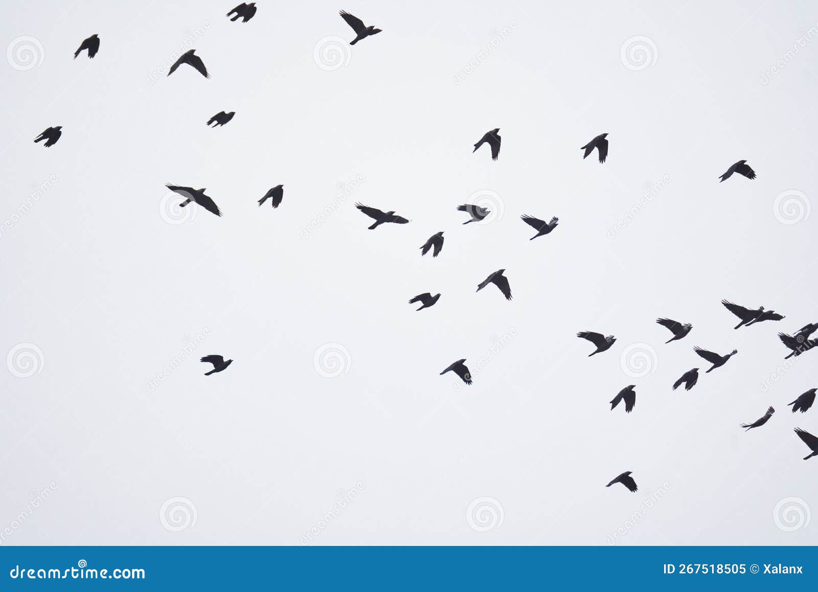 Flock of crows in flight stock image. Image of wild - 267518505